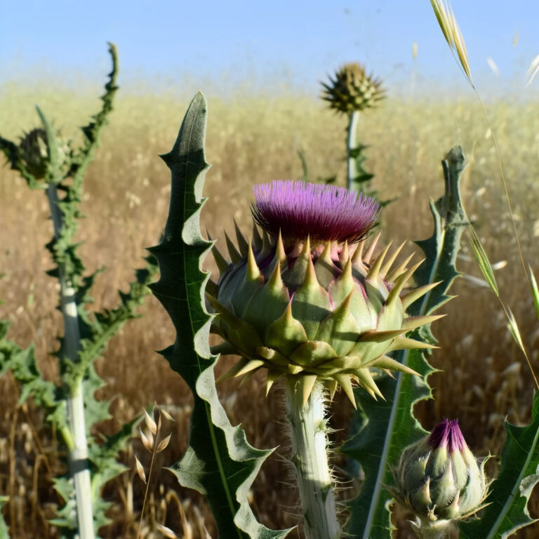 Gemüse mit D im Fokus 🥬 | Obst und Gemüse Liste